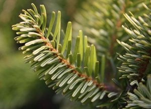 Claude Kieffer, Vente SAPINS DE NOEL à Niederschaeffolsheim